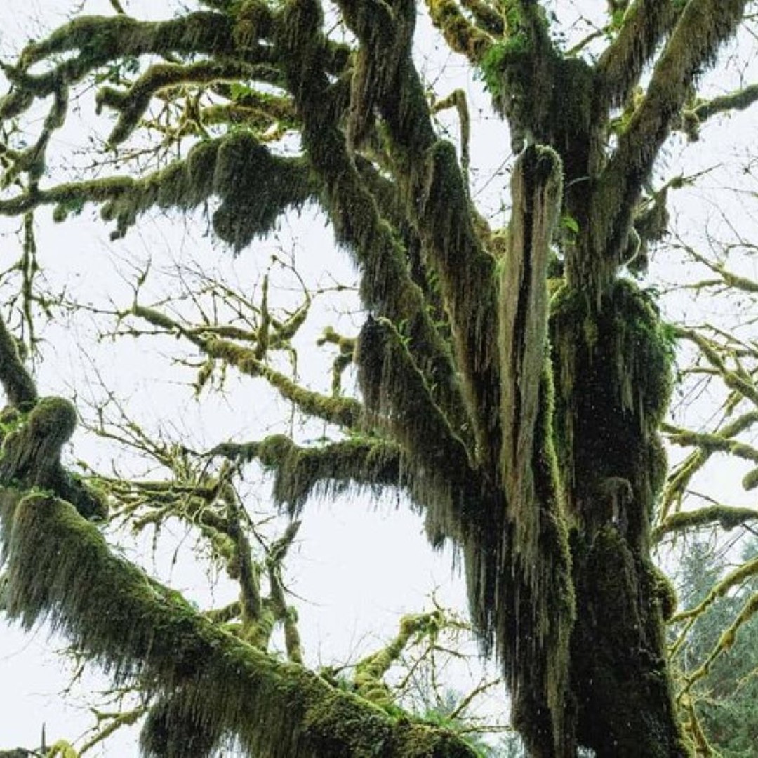 From Seattle: Twilight Forks Washington Tour | GetYourGuide