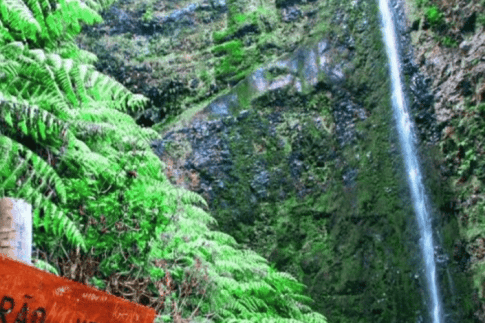 Madeira: wandeltocht - Queimadas / Caldeirão Verde | GetYourGuide