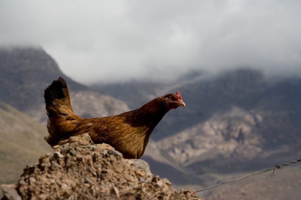 Day Trip to Anima Garden with Atlas Mountains imlil Valley | GetYourGuide