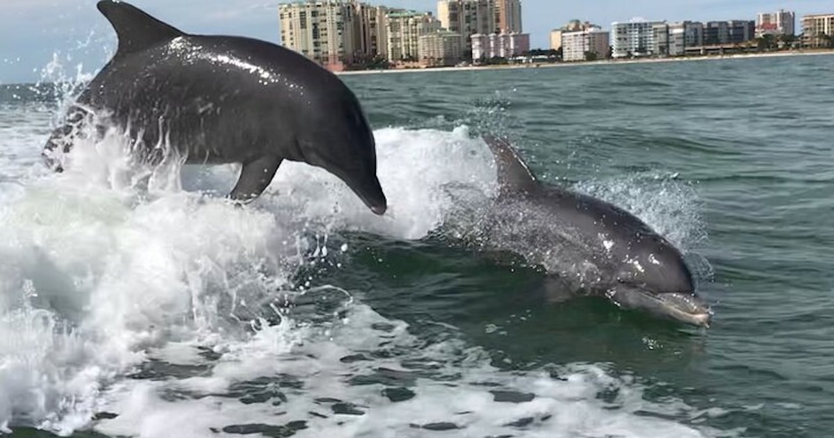 Marco Island: Wild Dolphin Boat Tour | GetYourGuide