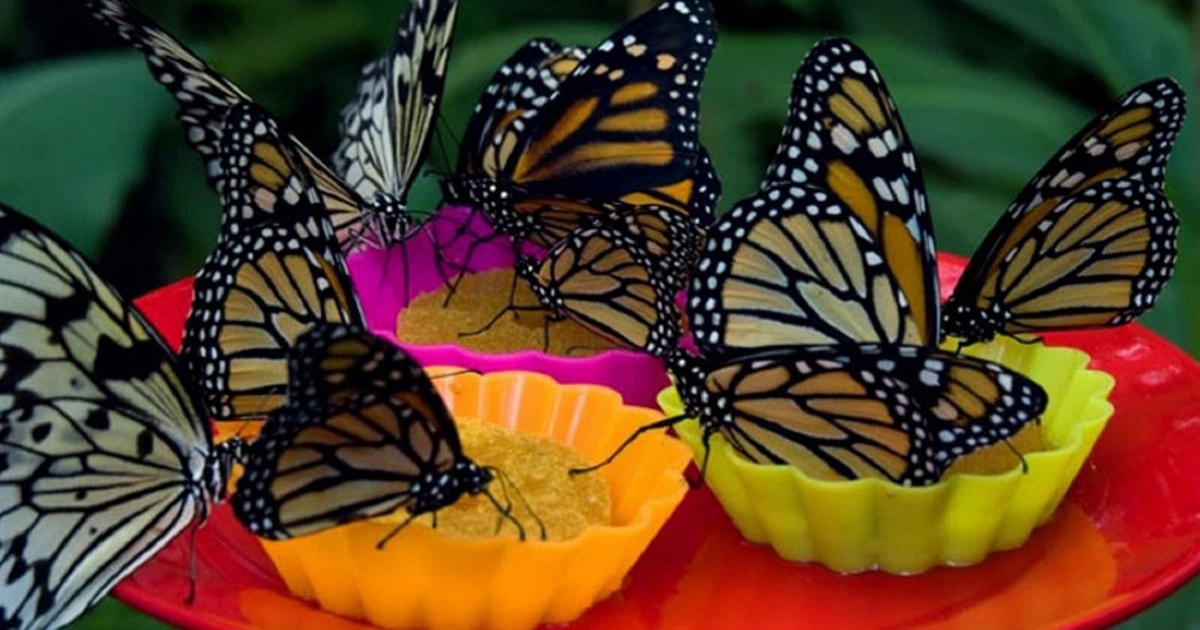 Iquitos: Excursión al Mariposario de Pilpintuwasi | GetYourGuide