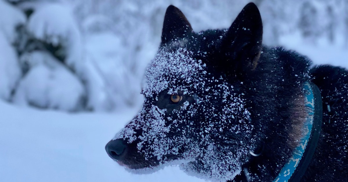 Arctic Wolf Extreme | GetYourGuide