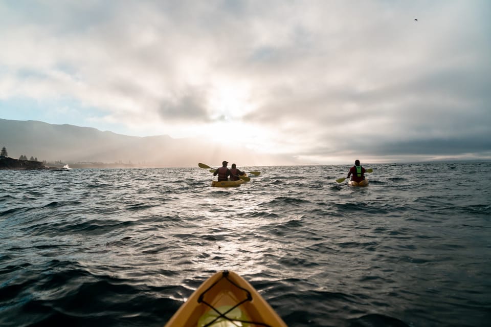 Walvissen spotten Boottocht in Hermanus - All inclusive | GetYourGuide