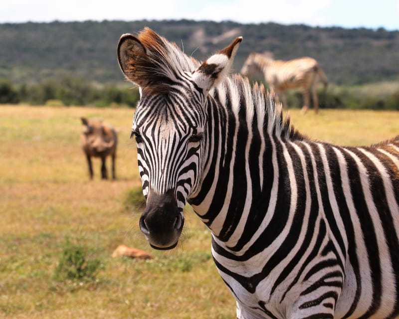 Private Tour: Aquila Game Reserve & Wildlife Safari - Big5 | GetYourGuide