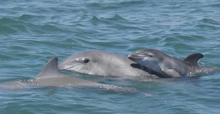 Cape May: Dolphin and Bird Watching Cruise | GetYourGuide