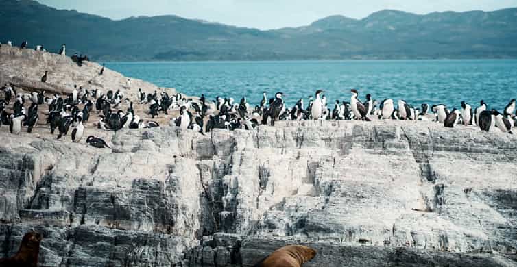 From Ushuaia: Beagle Channel Catamaran Tour | GetYourGuide