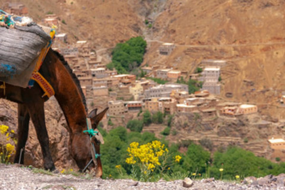 Half Day Guided Trek departure from Imlil | GetYourGuide