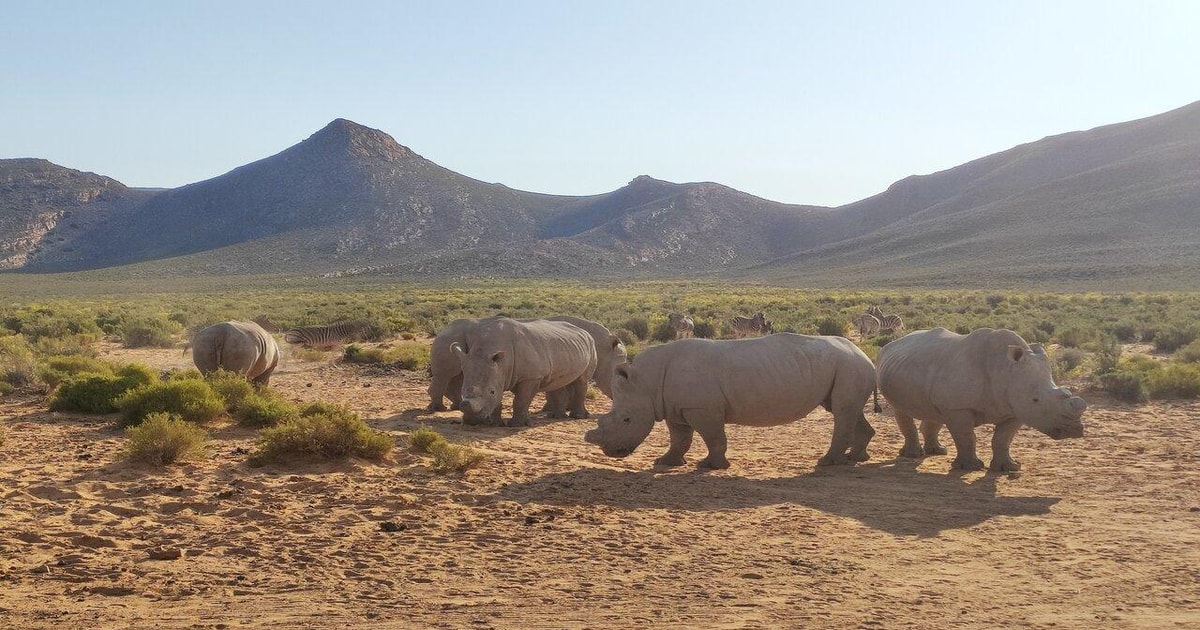 2 Days Safari & Winelands Tour All Inclusive Private Tour | GetYourGuide