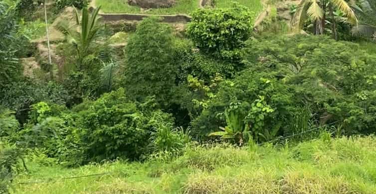 Ubud Tour : Ubud Higlight Culture,Tradition and Nature | GetYourGuide