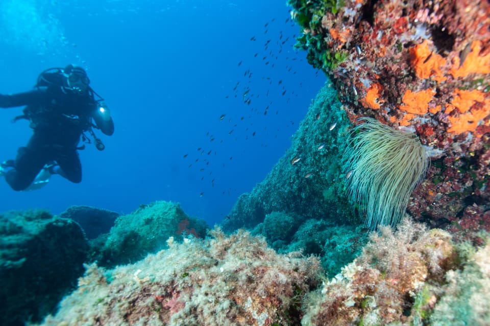 MARINA DI CAMPO: DIVING ON THE ISLAND OF ELBA AND PIANOSA | GetYourGuide