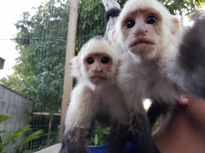 Roatan Excursion: Monkey's and Sloth Snorkel Adventure | GetYourGuide