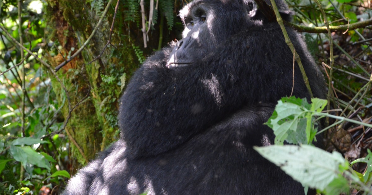 Safari de 5 días con primates | GetYourGuide