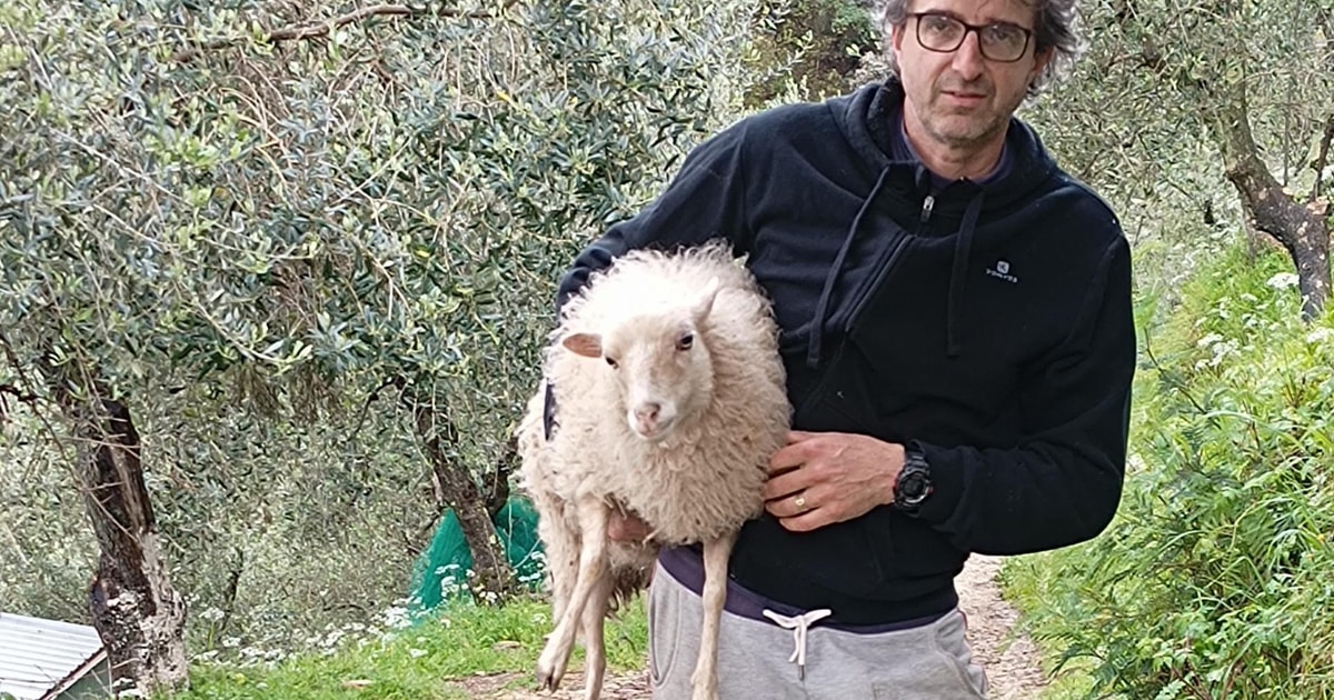 Pisa: Pisan Mountains Dwarf Sheep and Olive Oil Tour | GetYourGuide