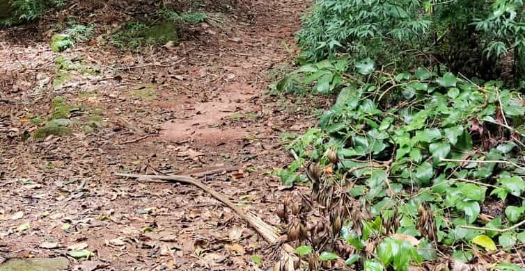 Tijuca Forest´s hike: caves, waterfalls and great views | GetYourGuide