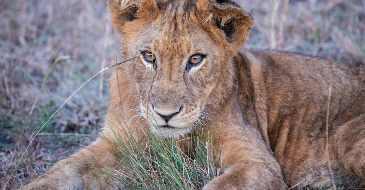 The Ultimate Guide For 3 ay Tanzania safari from Mwanza | GetYourGuide