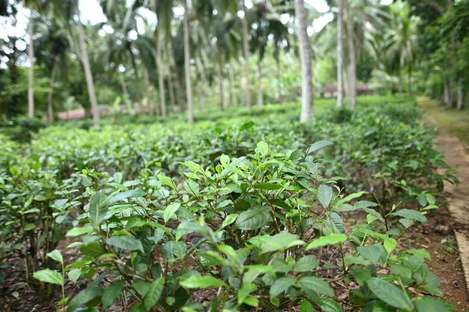 Godakawela Village Tour with Traditional 4 Causes Lunch | GetYourGuide