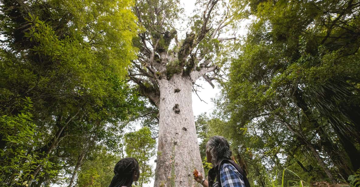 Auckland: Waipoua Kauri Forest, Tane Mahuta and Museum Tour | GetYourGuide