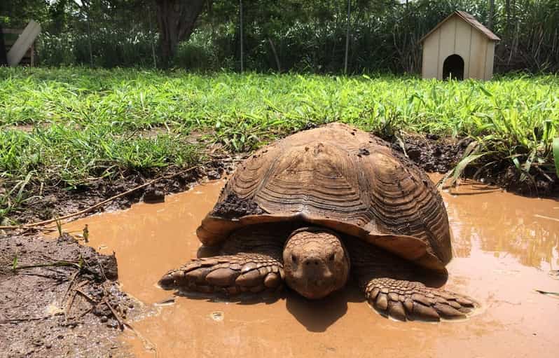 North Shore's best day! River, Turtles, Farm with Lunch | GetYourGuide