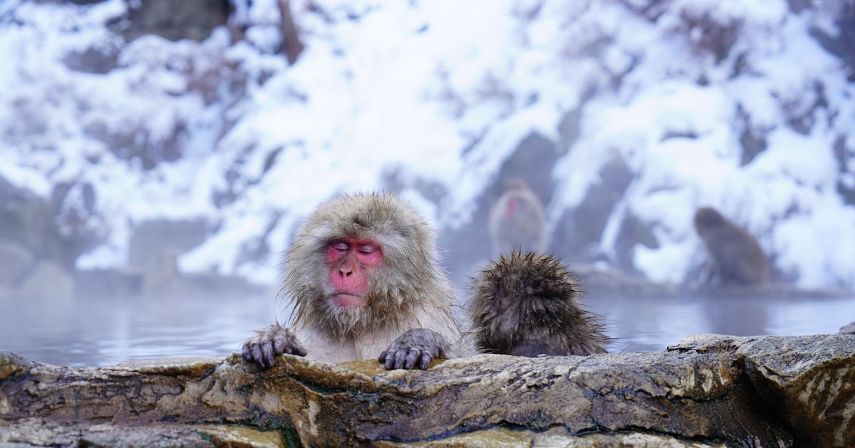Tokyo: Jigokudani snow monkey private tour Nagano | GetYourGuide