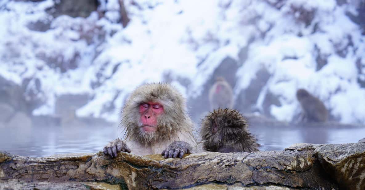 Desde Tokio o Nagano: Tour privado al parque de monos Jigokudani | GetYourGuide