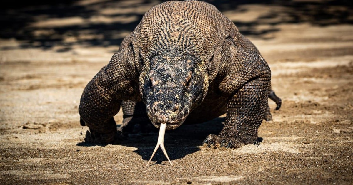 From Labuan Bajo Explore komodo dragon island | GetYourGuide