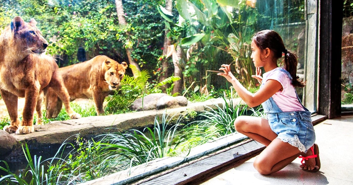 Intro Bali Zoo | GetYourGuide