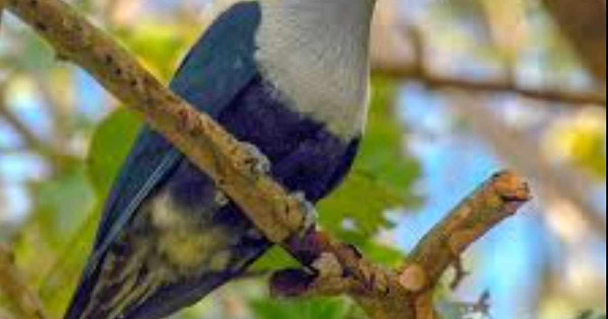 Avventura sull'isola di Cousin, Curieuse e St Pierre con BBQ Bliss ...