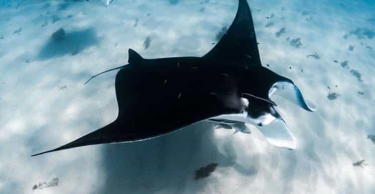 SD Point Diving spot, Nusa Penida - Book Tickets & Tours | GetYourGuide