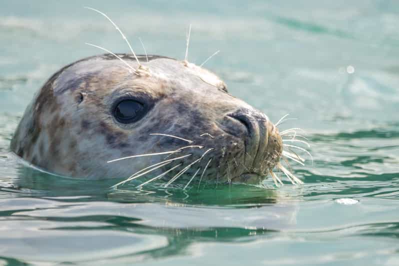 Cornwall: Guided Seal Safari by Boat | GetYourGuide