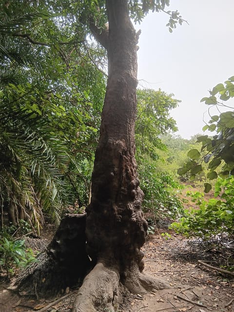 Makasutu Cultural Forest | GetYourGuide