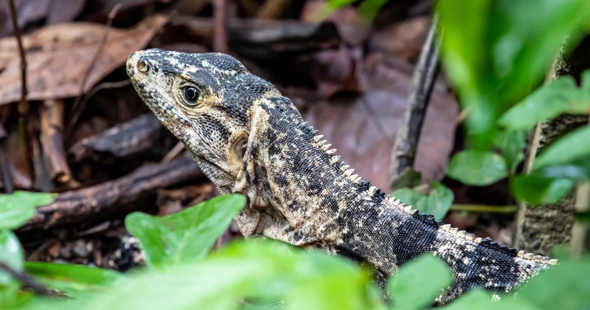 Fra San Jose: Luksusdag væk fra den slagne vej Arenal-vulkanen ...