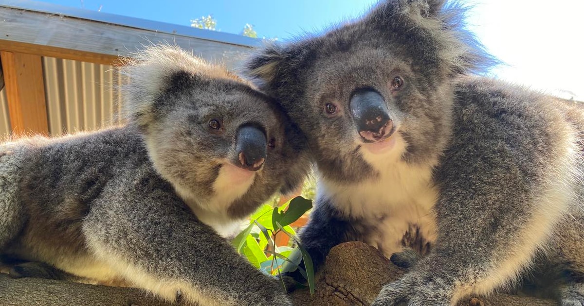 Adelaide: Zoo Entry Ticket | GetYourGuide