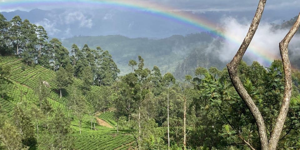 Lipton Seat and Dambetenna Tea Factory: All Inclusive Tour! | GetYourGuide