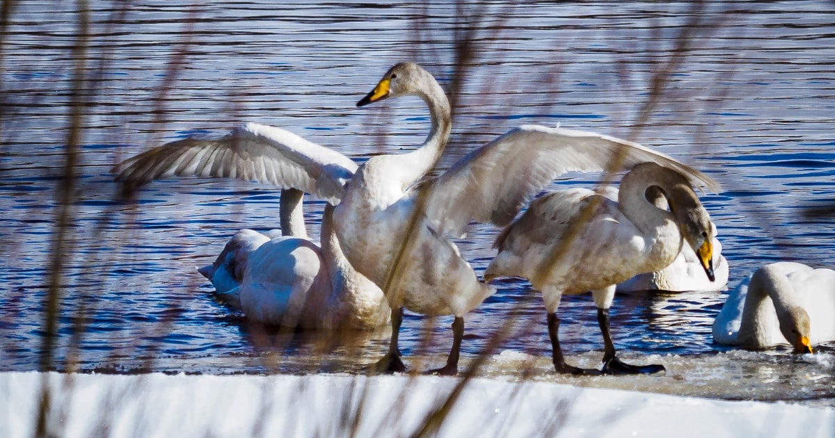 Oulu: Arctic Spring Guided Walking Tour | GetYourGuide