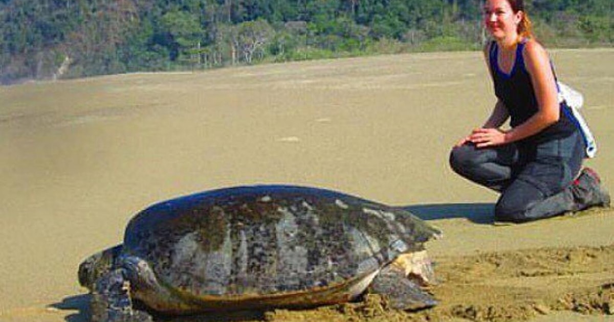 Surabaya : 4 Days Mt Bromo Ijen & Sukamade Turtle Drop Bali | GetYourGuide