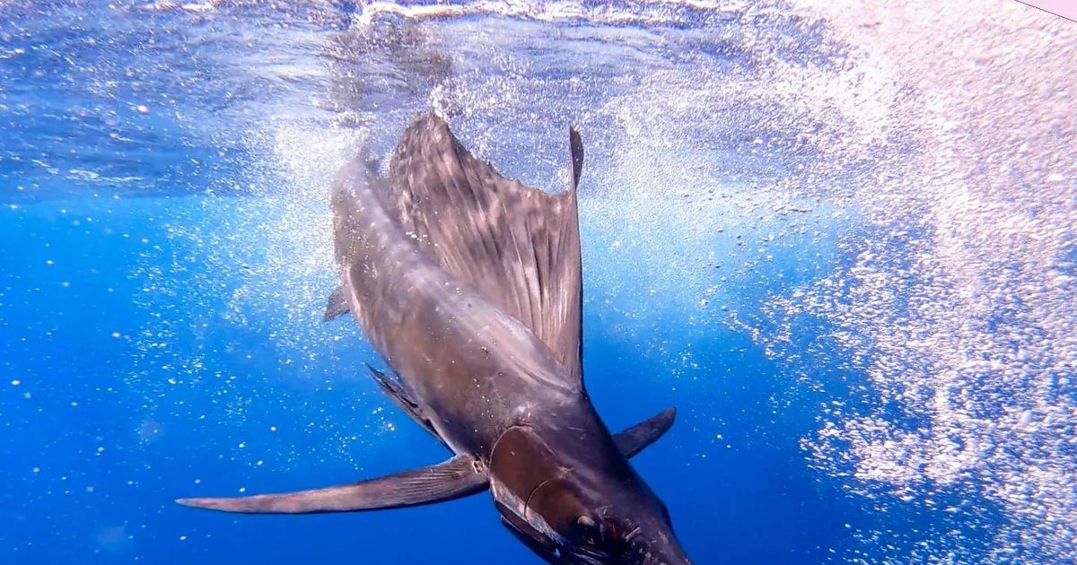 Zanzibar fishing adventure | GetYourGuide