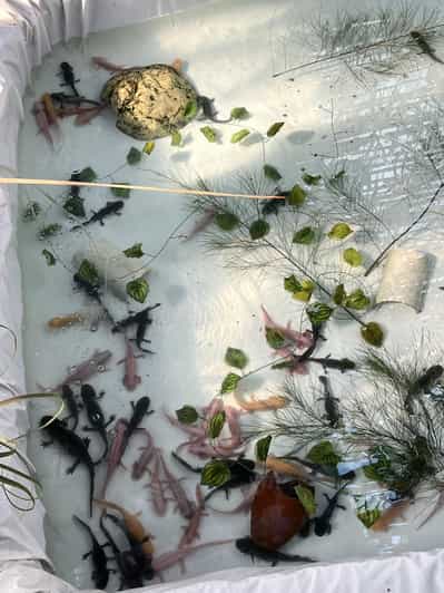 Mexico City: Sunrise with the sanctuary of the axolotl | GetYourGuide