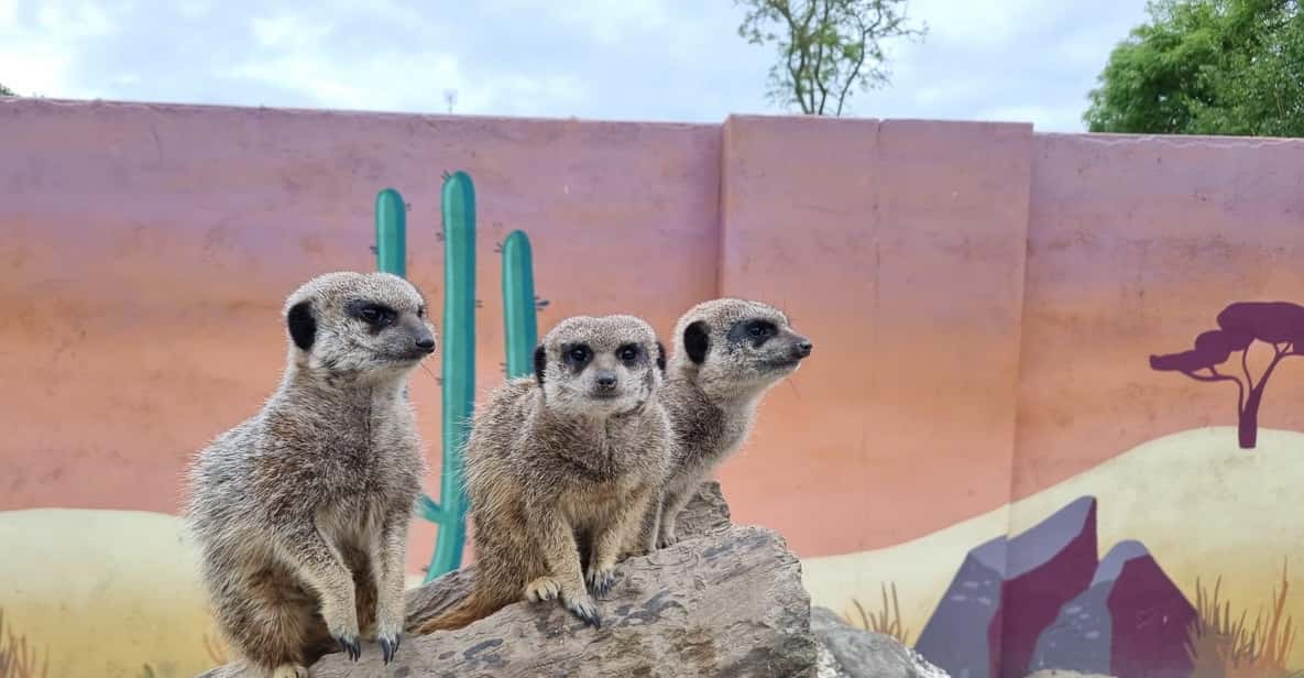 Kildare: Clonfert Farm General Admission Ticket | GetYourGuide