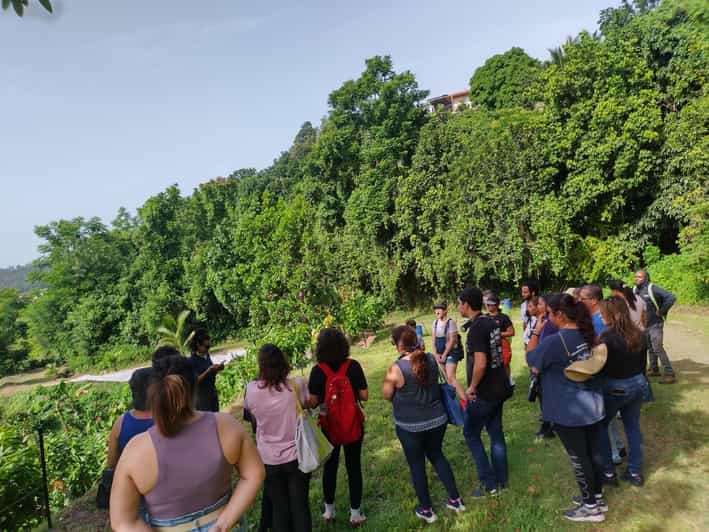Moca, PR: Tour a pie por una granja de cacao y degustación de chocolate ...