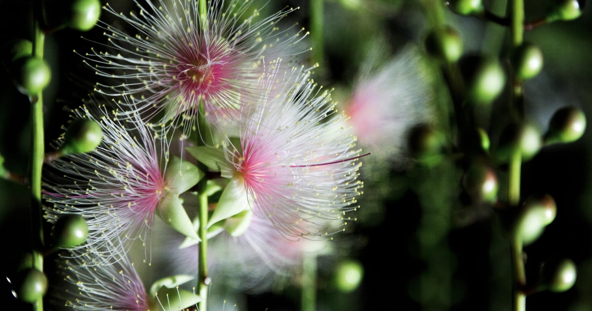 Ishigaki: Una flor fantasma se marchita de la noche a la mañana "Sagari ...