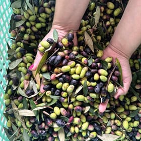 Gozo Wine and Food Tasting | GetYourGuide