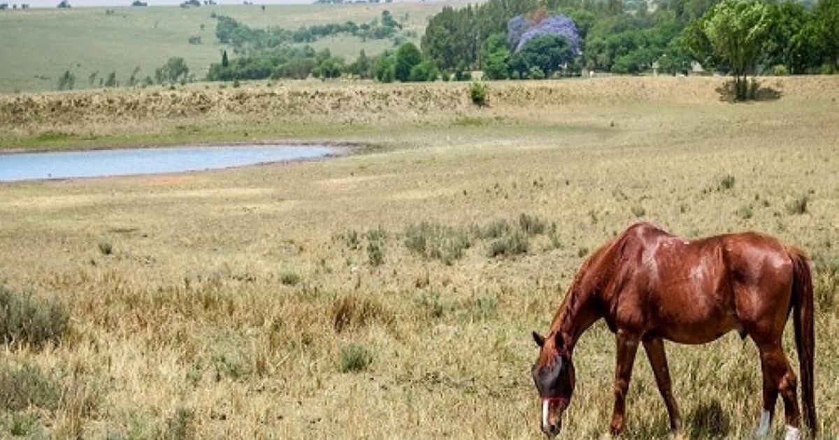 Paardrijden Johannesburg: Retourvlucht inbegrepen Lanseria | GetYourGuide