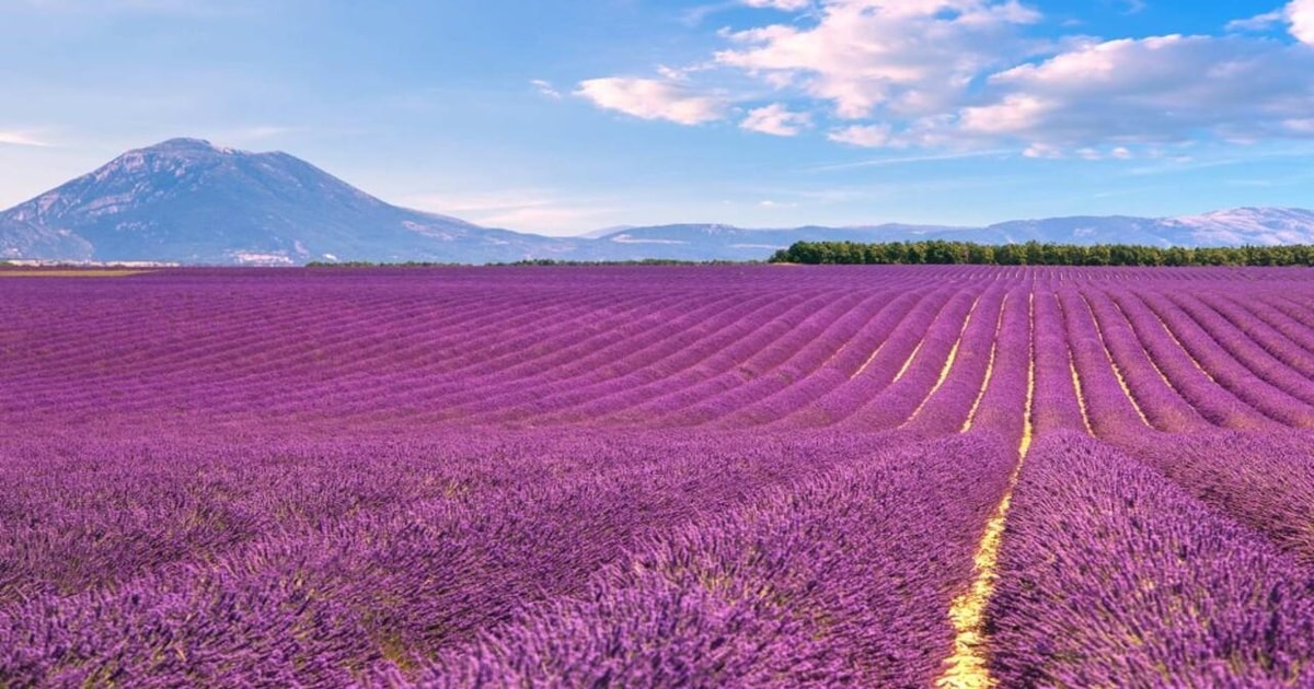 Private Day Trip: Lavender Fields & Gorges du Verdon | GetYourGuide