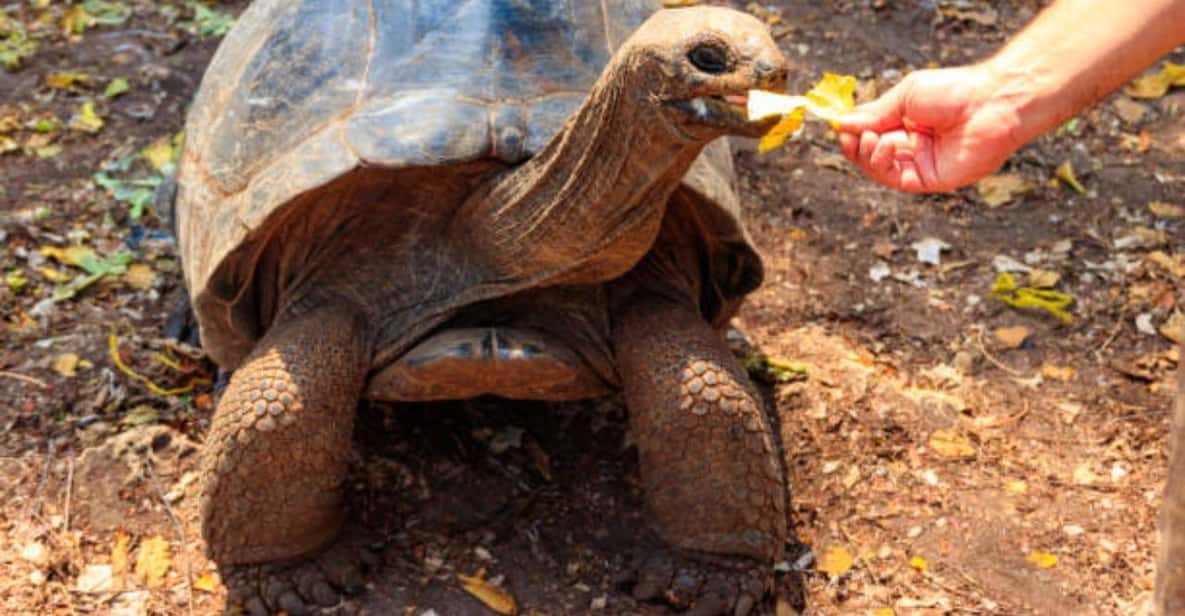 Jozanský les, park Jozani Retile a pláž Mtende | GetYourGuide