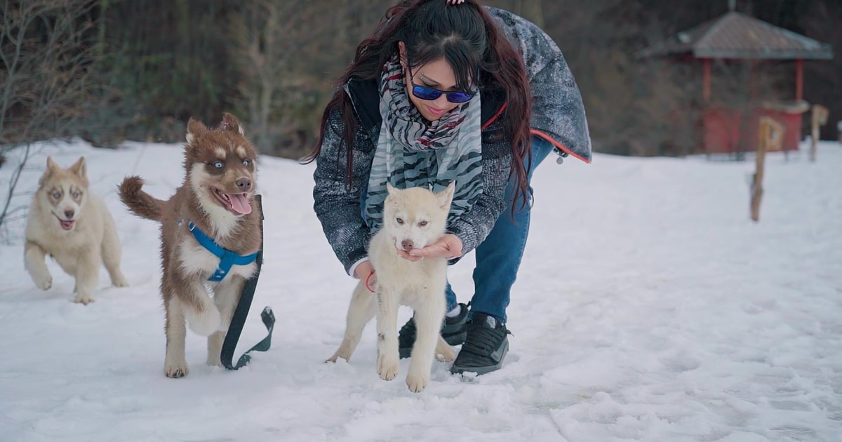 Ushuaia: Trekking Huskies + Park das Bóias | GetYourGuide