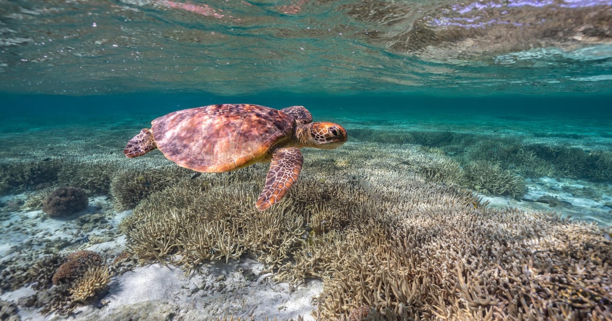 Mooloolaba: Turtle Snorkel & Swim at Mudjimba Island | GetYourGuide