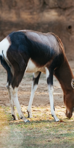 Atlanta: Zoo Atlanta General Admission Ticket | GetYourGuide