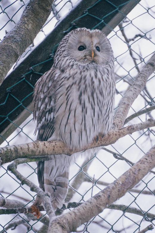 Visite du parc animalier de Ranua avec un photographe | GetYourGuide