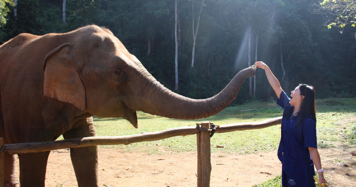 Chiang Mai: Elephants, Waterfall, and White Water Rafting | GetYourGuide