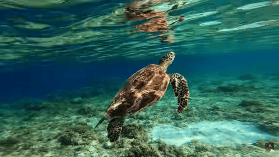 Cebu:Whale Shark Encounter &Moalboal Sardines &Turtle Thrill | GetYourGuide